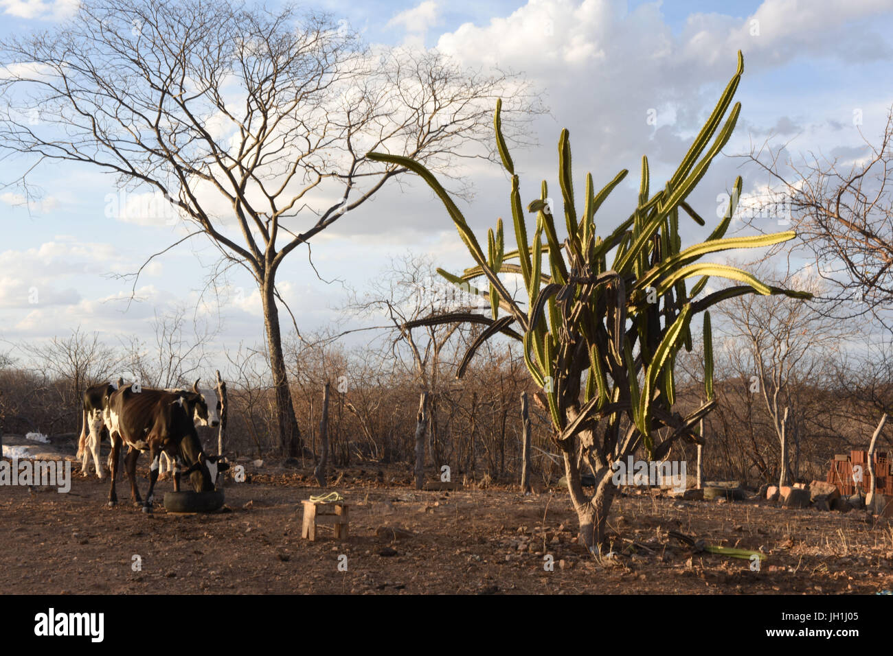 Cattle, corral, mandacarú, (Cereus jamacaru), 2017, Caatinga, Boa Vista ...