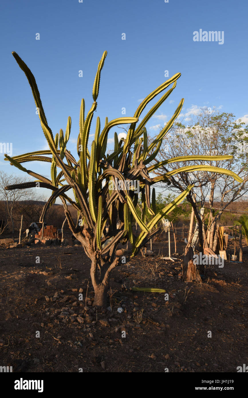 mandacarú, (Cereus jamacaru), 2017, Caatinga, Boa Vista, Paraíba ...