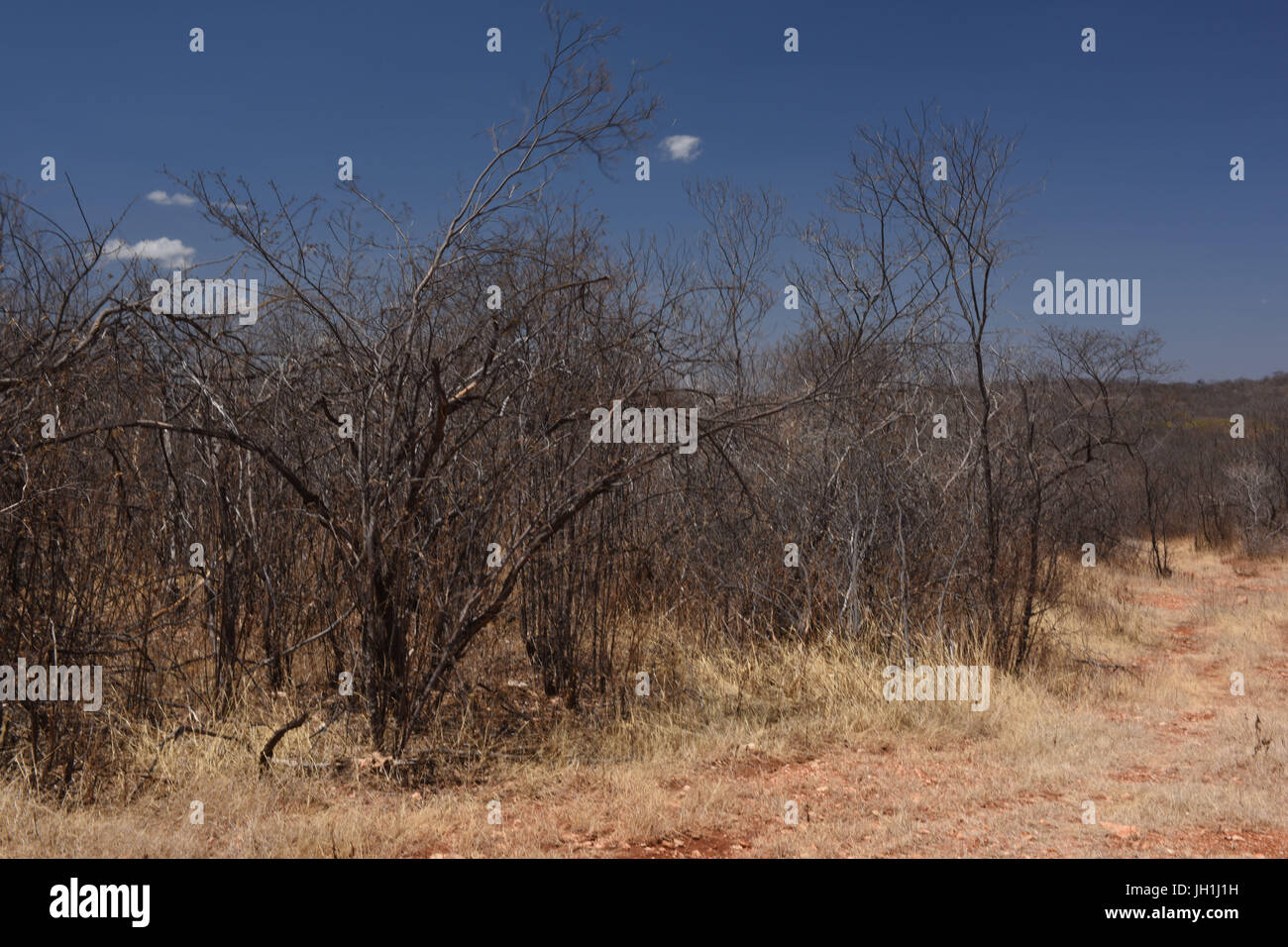 Dry trees, 2017, Caatinga, Boa Vista, Paraíba, Brazil Stock Photo - Alamy
