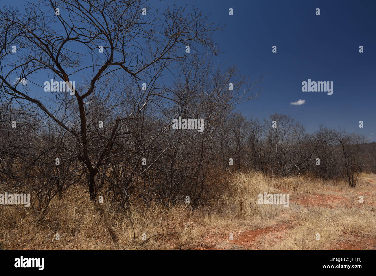 Dry trees, 2017, Caatinga, Boa Vista, Paraíba, Brazil Stock Photo - Alamy