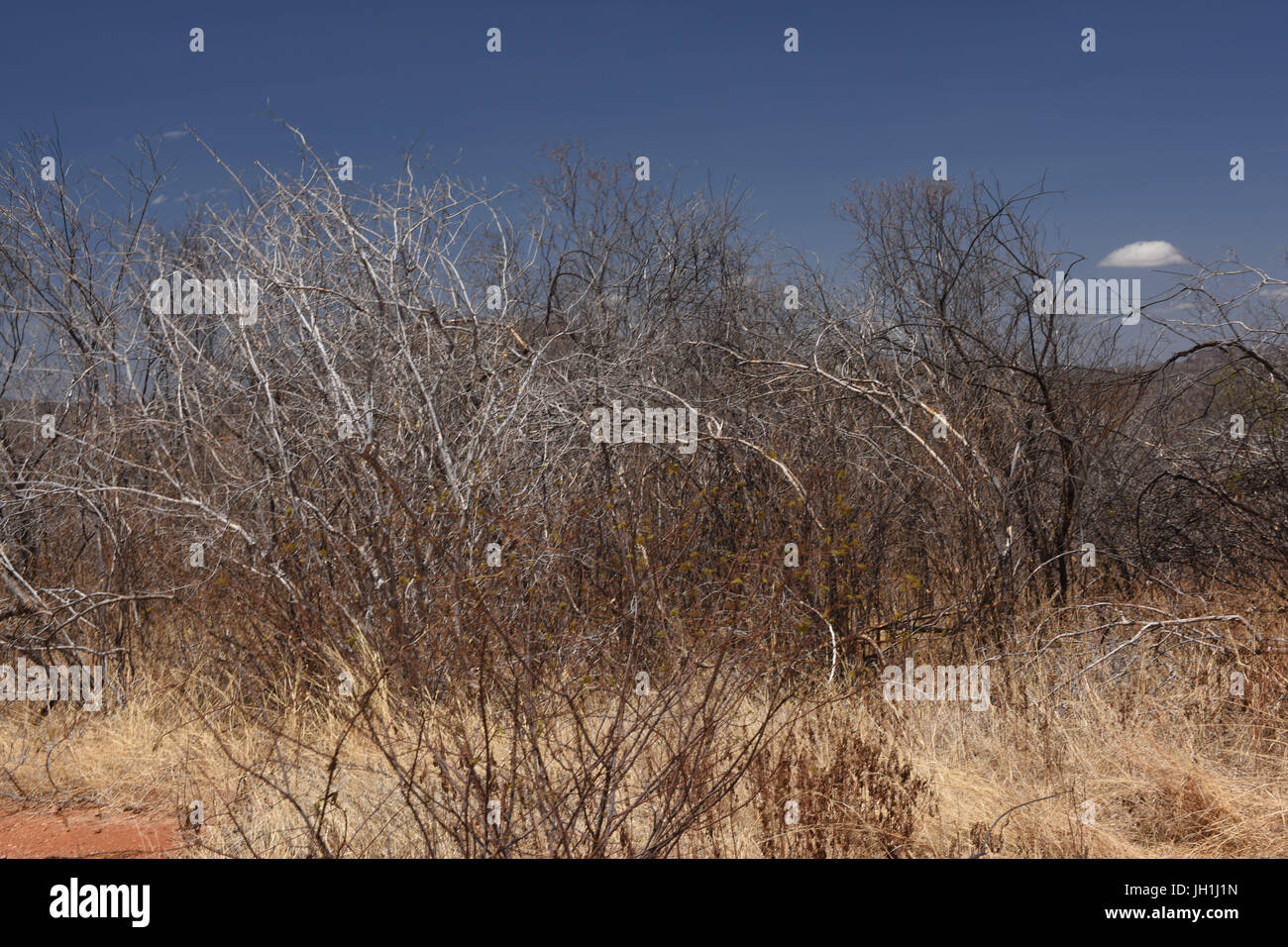 Dry trees, 2017, Caatinga, Boa Vista, Paraíba, Brazil Stock Photo - Alamy
