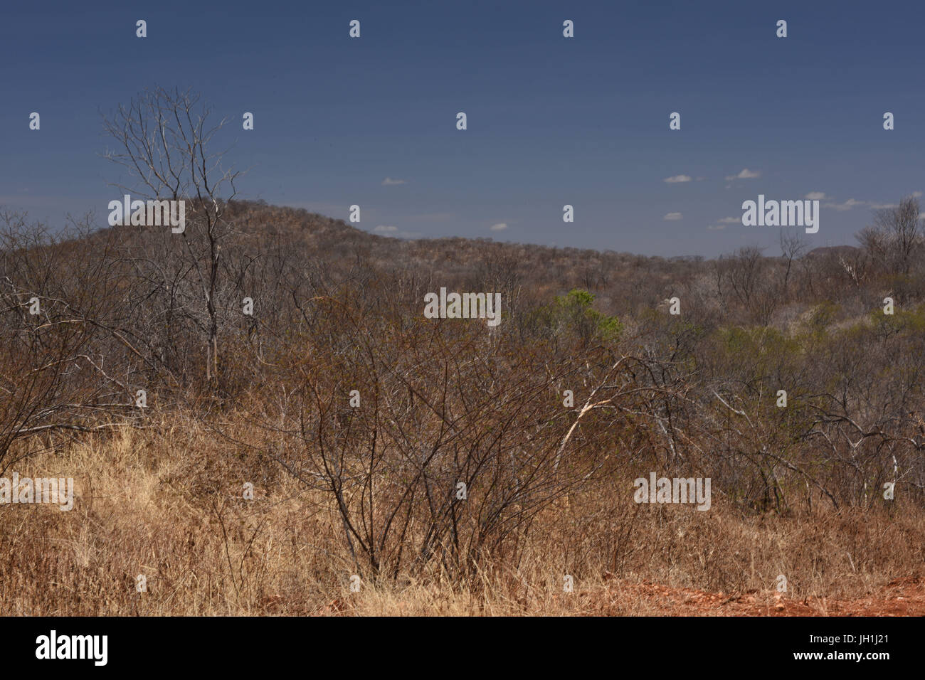 dry trees, 2017, Caatinga, Boa Vista, Paraíba, Brazil Stock Photo - Alamy