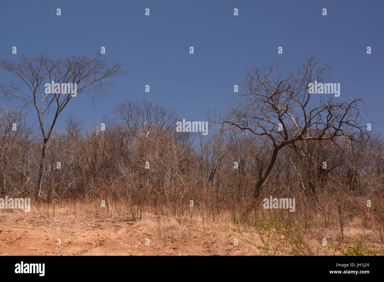 dry trees, 2017, Caatinga, Boa Vista, Paraíba, Brazil Stock Photo - Alamy