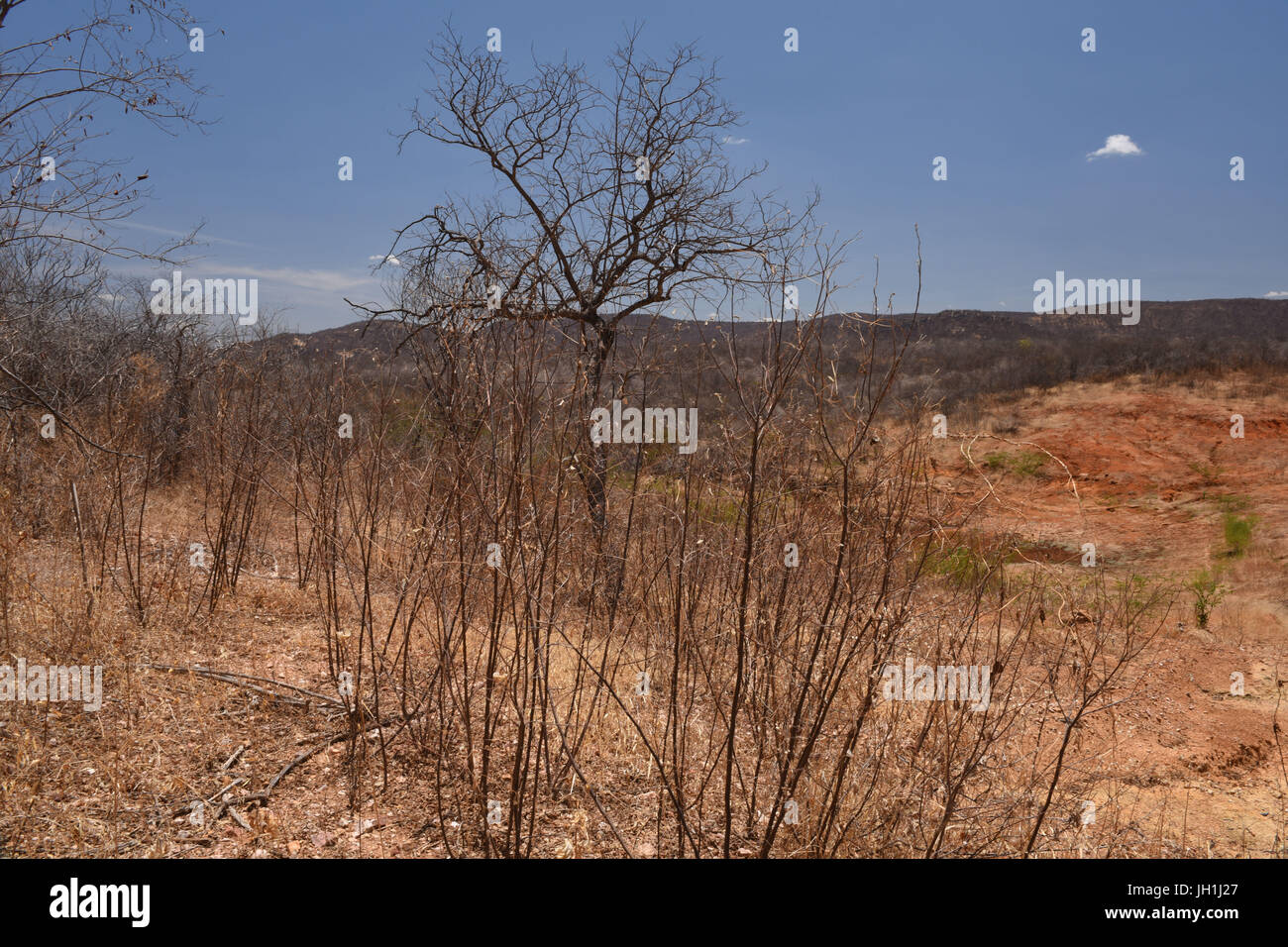dry trees, 2017, Caatinga, Boa Vista, Paraíba, Brazil Stock Photo - Alamy