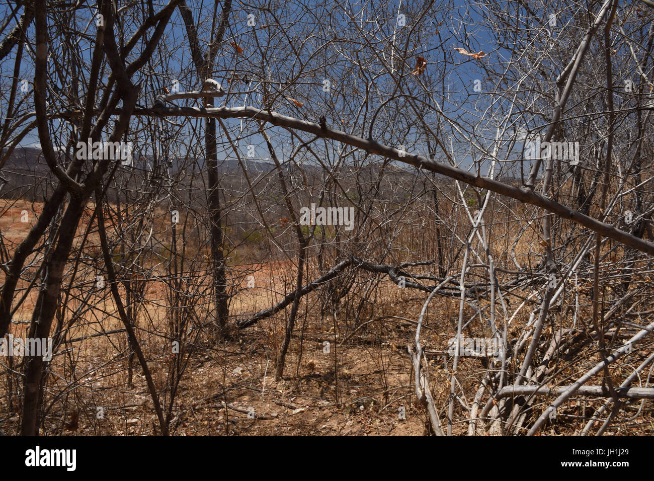 Dry twigs, 2017, Caatinga, Boa Vista, Paraíba, Brazil Stock Photo - Alamy