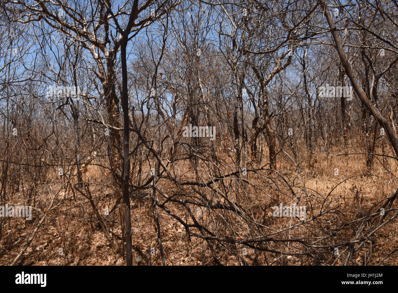 dry trees, 2017, Caatinga, Boa Vista, Paraíba, Brazil Stock Photo - Alamy