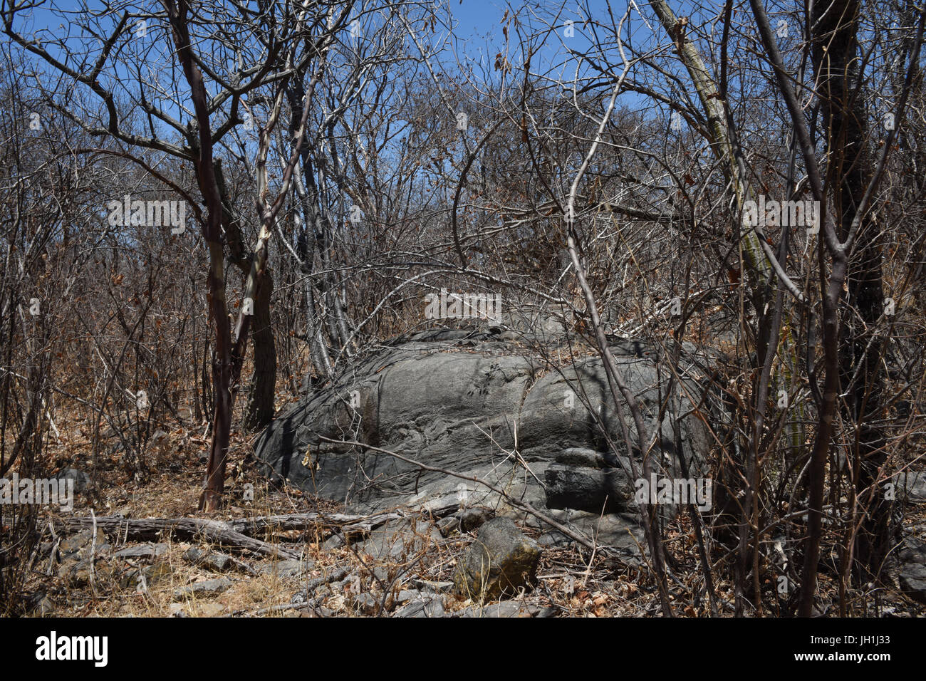 Caatinga brazil landscape hi-res stock photography and images - Alamy