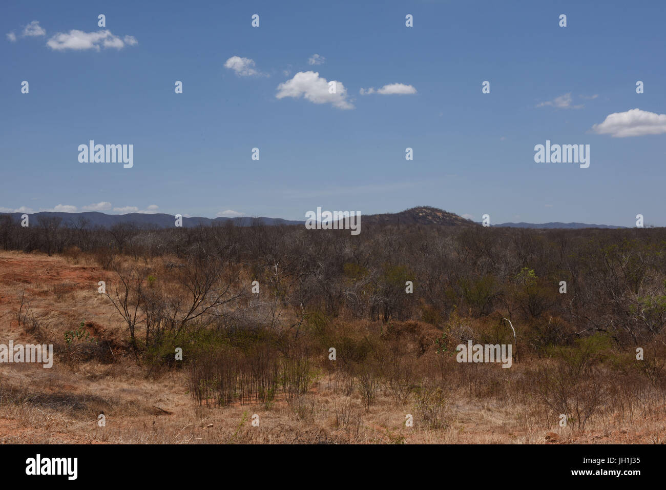 dry trees, vegetation, 2017, Caatinga, Boa Vista, Paraíba, Brazil Stock ...
