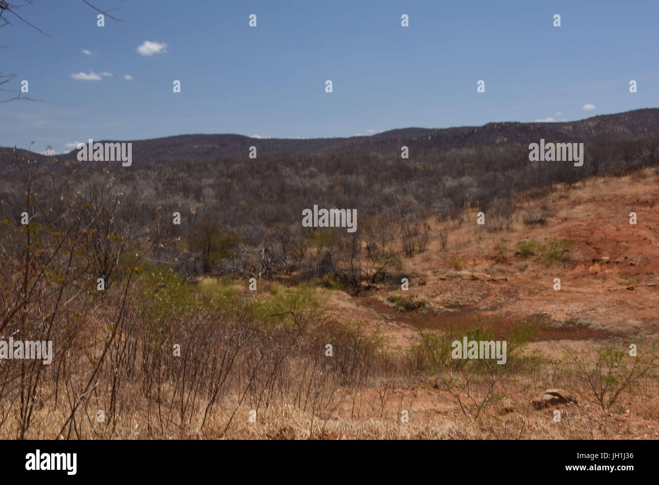 Vegetation caatinga hi-res stock photography and images - Alamy