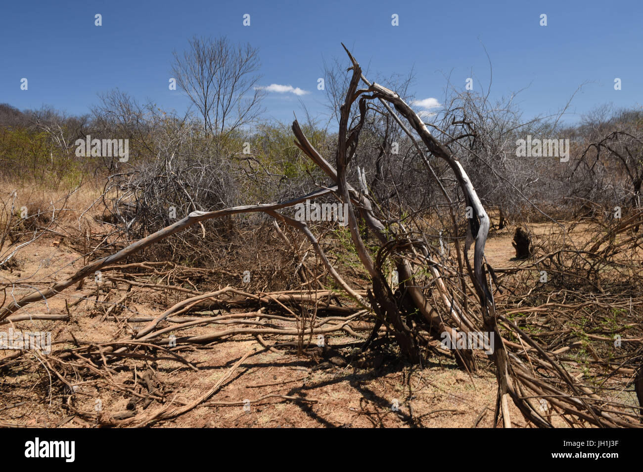 dry trees, vegetation, 2017, Caatinga, Boa Vista, Paraíba, Brazil Stock ...