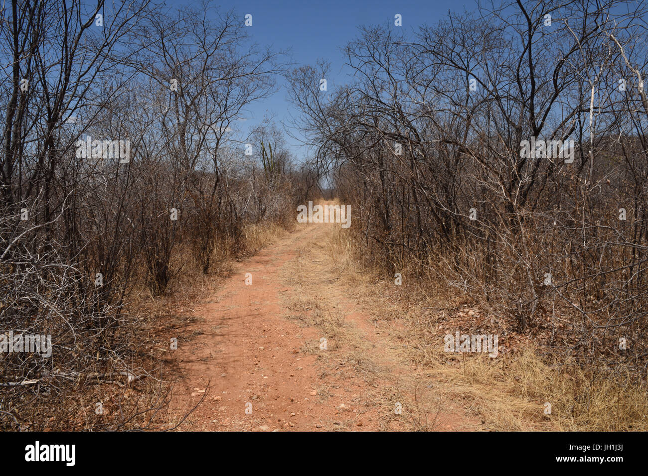 way, dry trees, 2017, Caatinga, Boa Vista, Paraíba, Brazil Stock Photo ...