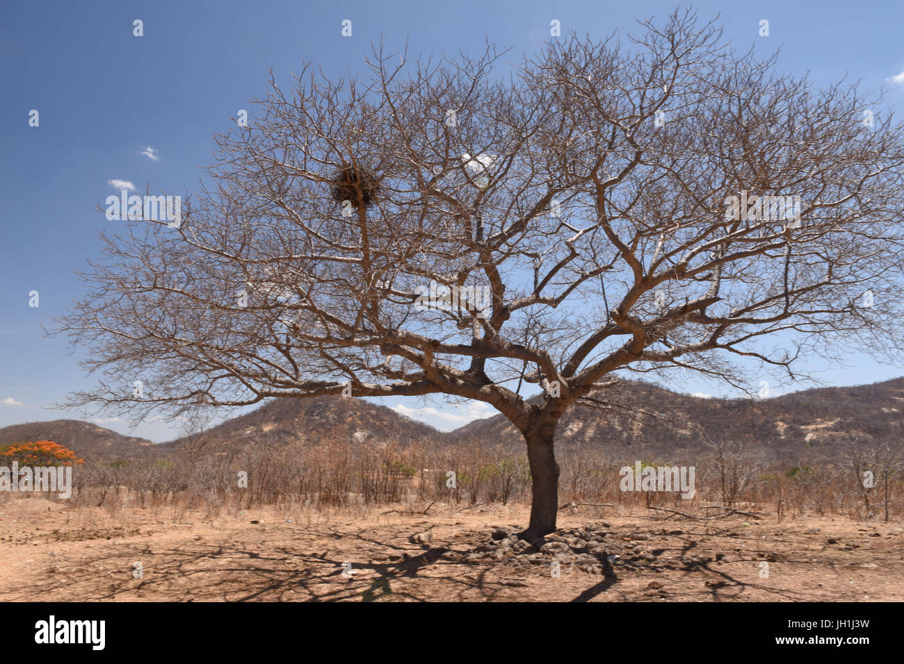 dry trees, vegetation, 2017, Caatinga, Boa Vista, Paraíba, Brazil Stock ...