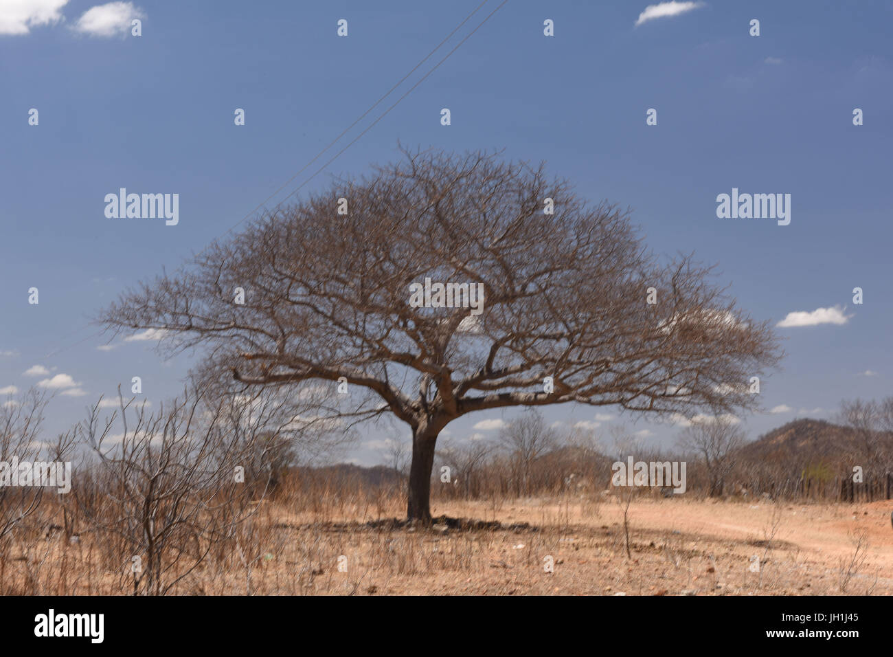 dry trees, vegetation, 2017, Caatinga, Boa Vista, Paraíba, Brazil Stock ...