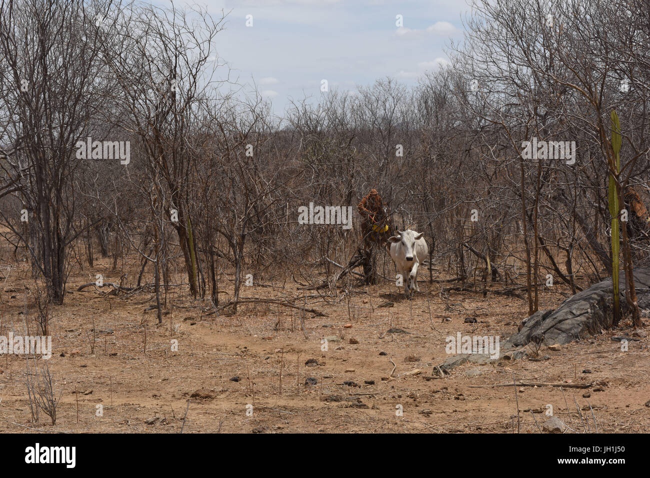 People, cowboy, animal, ox, horse, dry, 2017, Caatinga, Boa Vista ...