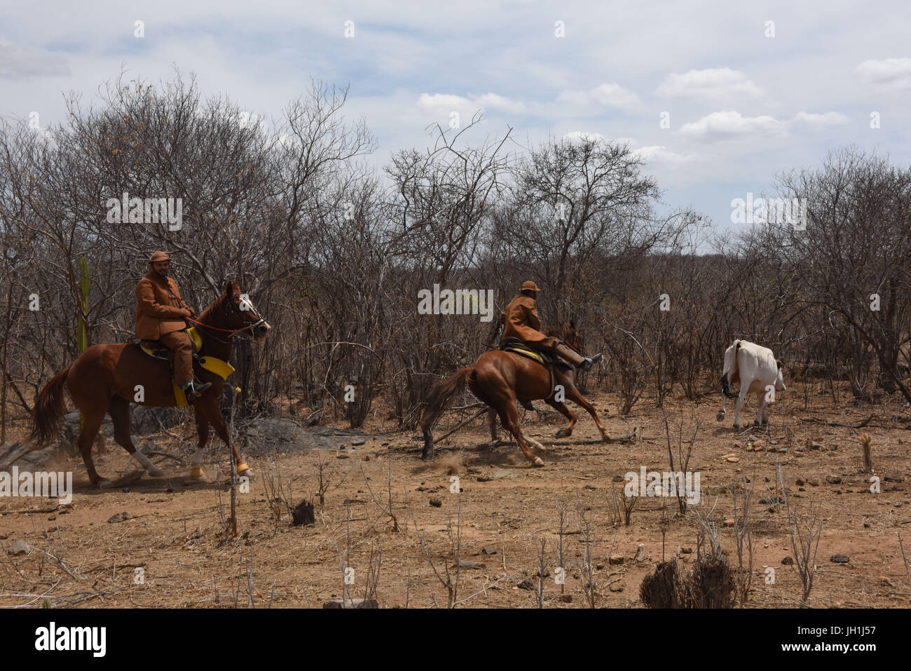People, cowboy, animal, ox, horse, dry, 2017, Caatinga, Boa Vista ...