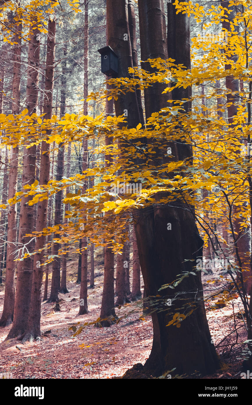 Colorful moody autumn forest landscape with wooden bird house on tree ...