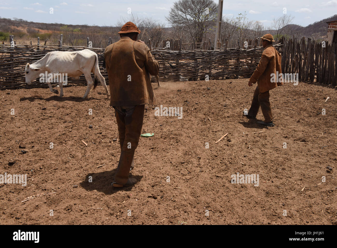Tamping ox hi-res stock photography and images - Alamy