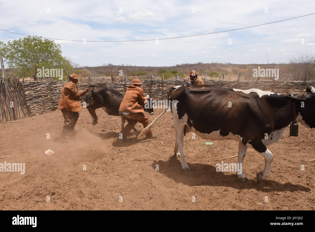 People, cowboys, tinkering ox, 2017, Caatinga, Boa Vista, Paraíba ...