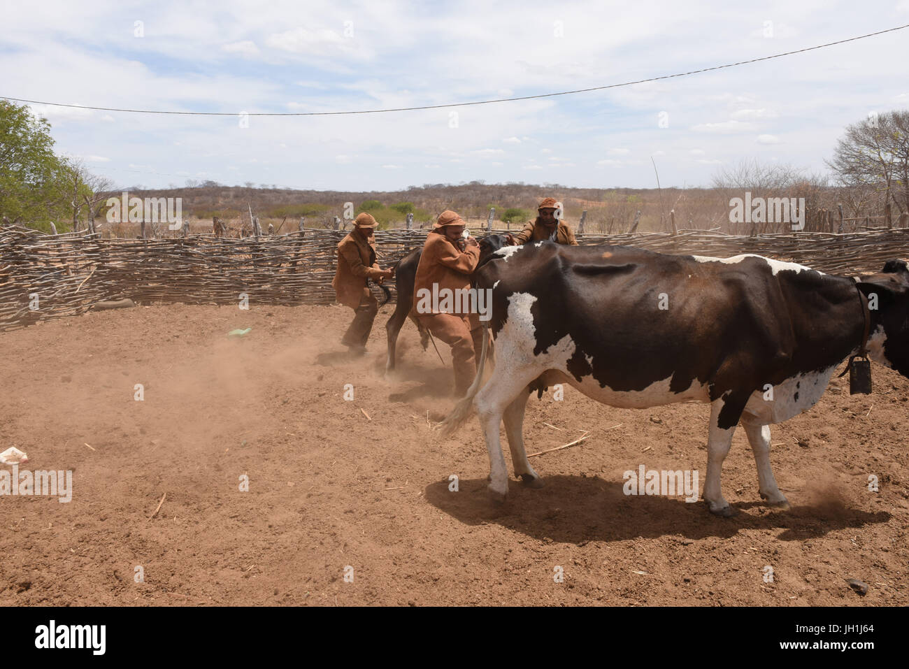People, cowboys, tinkering ox, 2017, Caatinga, Boa Vista, Paraíba ...