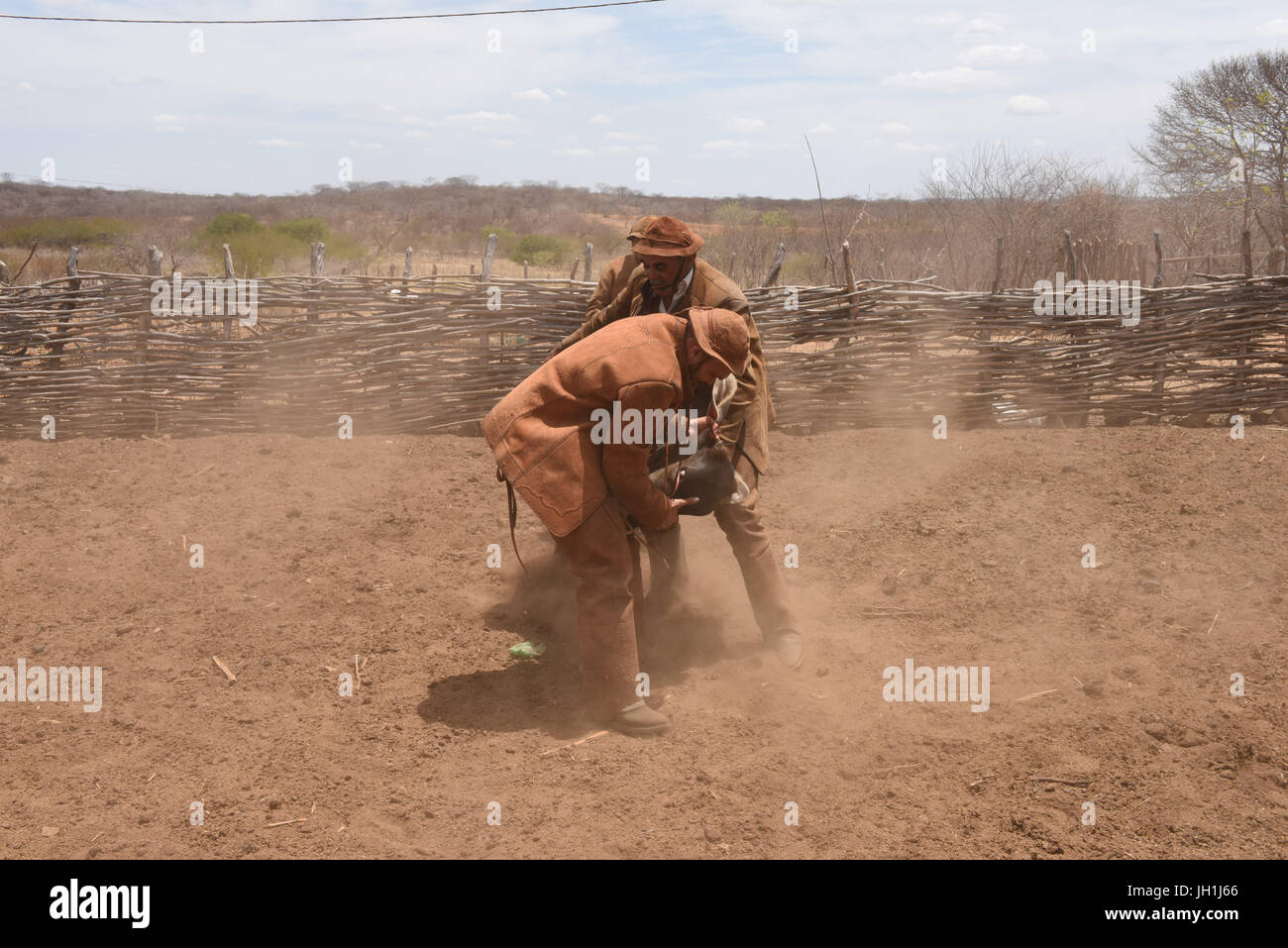 People, cowboys, tinkering ox, 2017, Caatinga, Boa Vista, Paraíba ...
