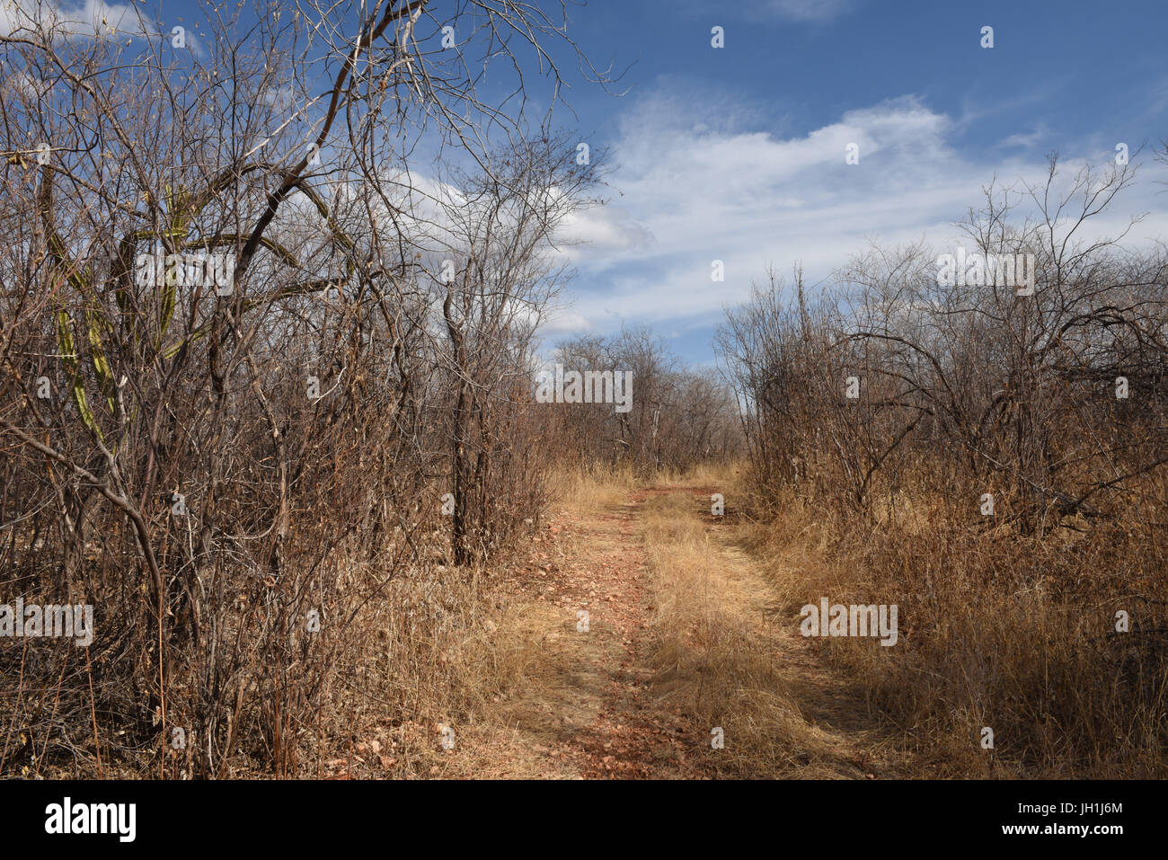 way, dry trees, 2017, Caatinga, Boa Vista, Paraíba, Brazil Stock Photo ...