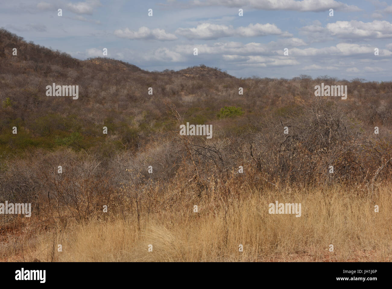dry trees, 2017, Caatinga, Boa Vista, Paraíba, Brazil Stock Photo - Alamy