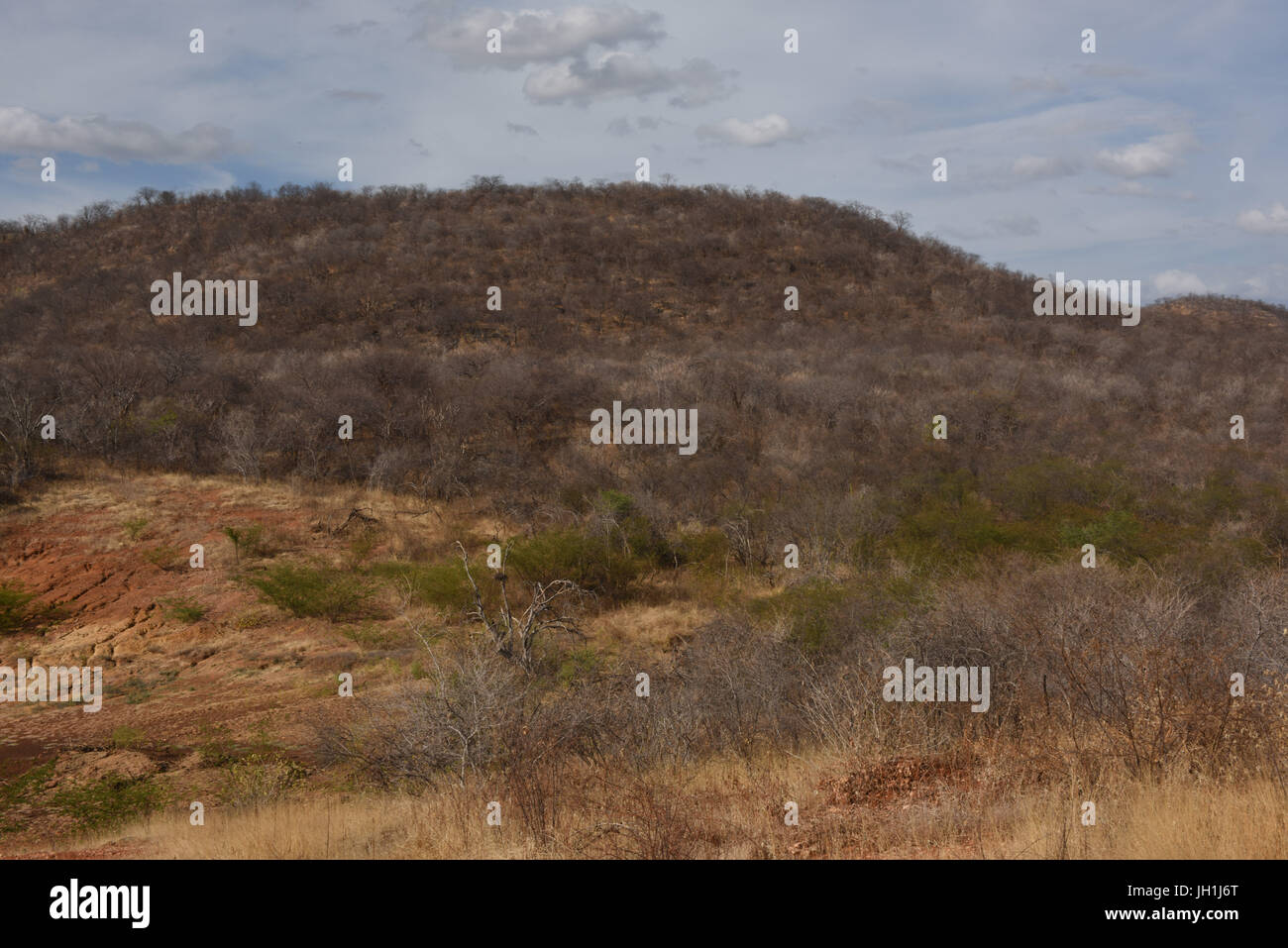 dry trees, 2017, Caatinga, Boa Vista, Paraíba, Brazil Stock Photo - Alamy