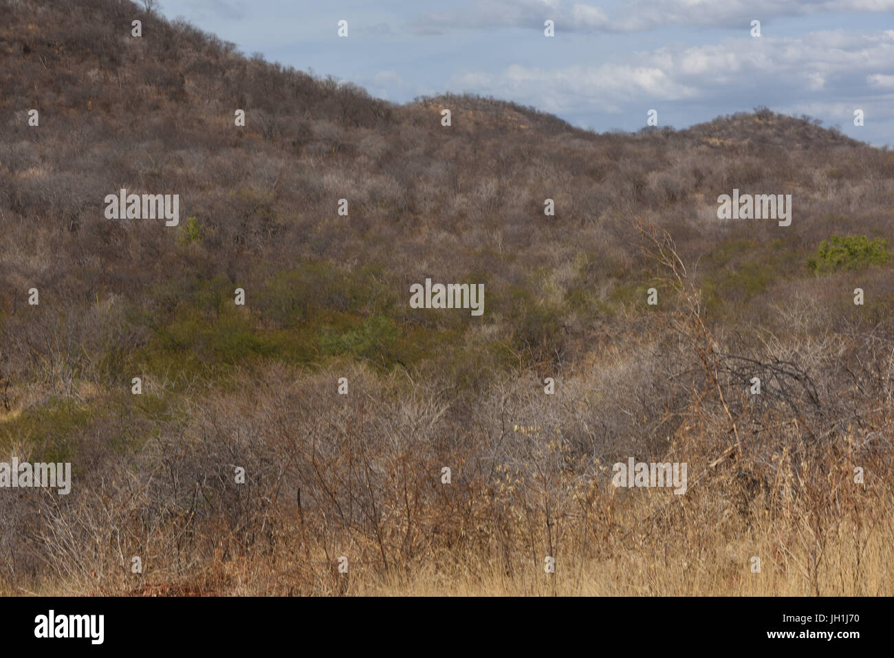 dry trees, 2017, Caatinga, Boa Vista, Paraíba, Brazil Stock Photo - Alamy