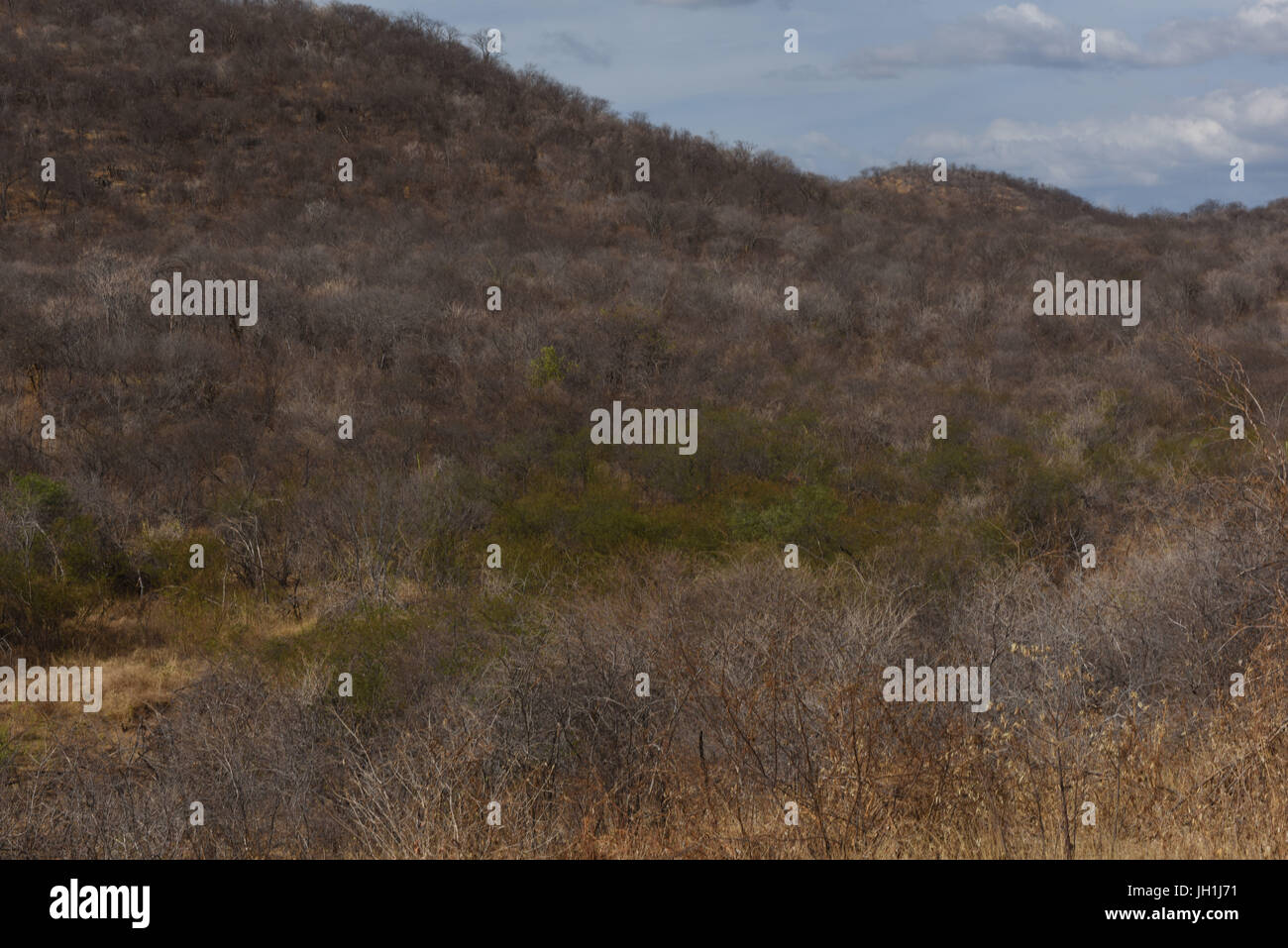 dry trees, 2017, Caatinga, Boa Vista, Paraíba, Brazil Stock Photo - Alamy