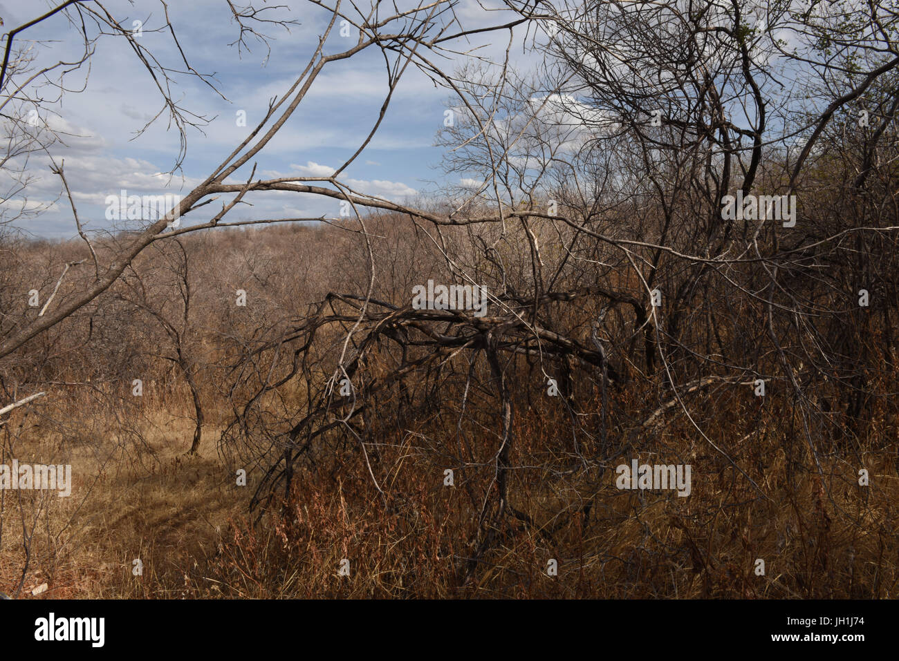 dry trees, 2017, Caatinga, Boa Vista, Paraíba, Brazil Stock Photo - Alamy