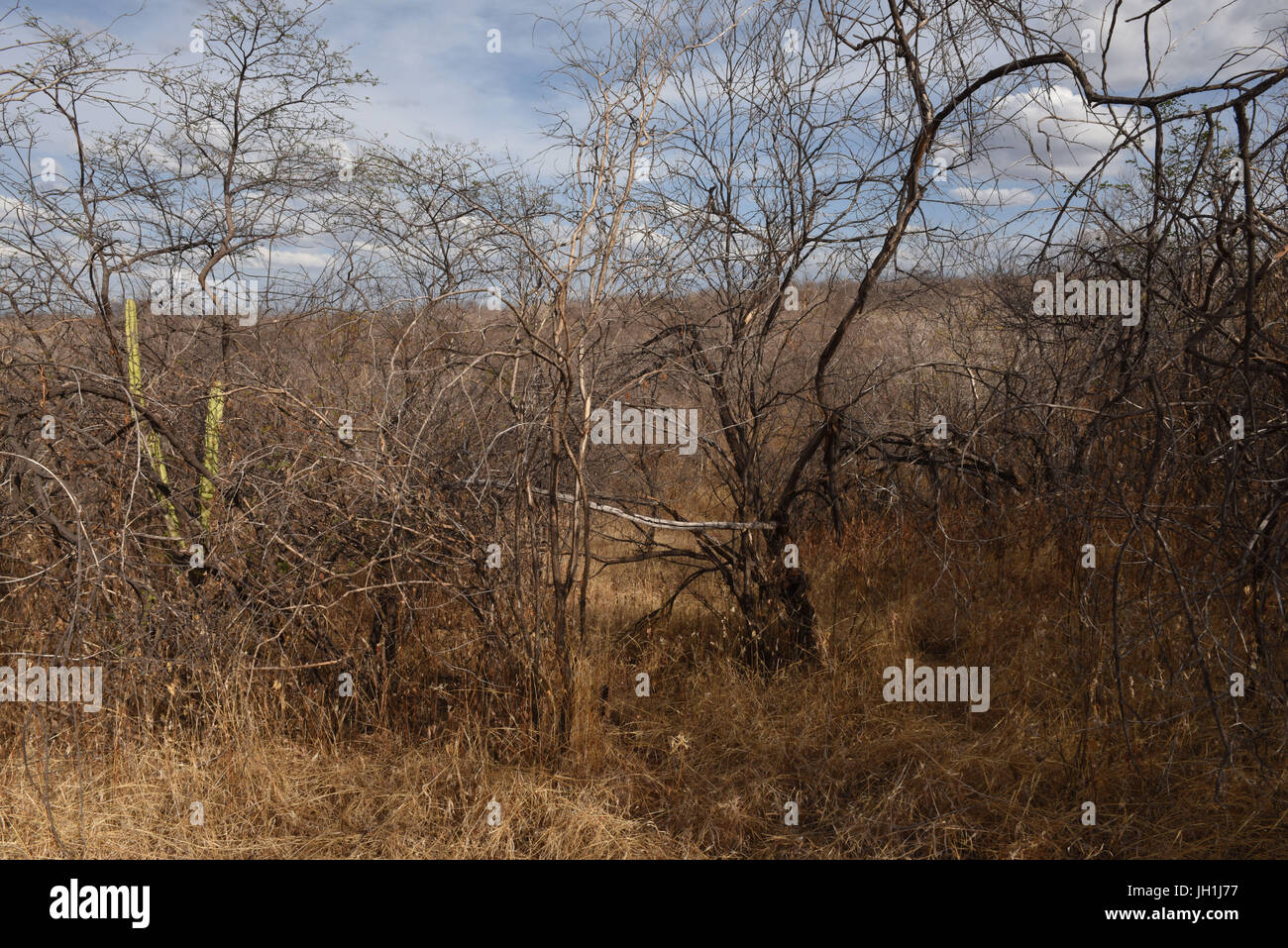 dry trees, 2017, Caatinga, Boa Vista, Paraíba, Brazil Stock Photo - Alamy