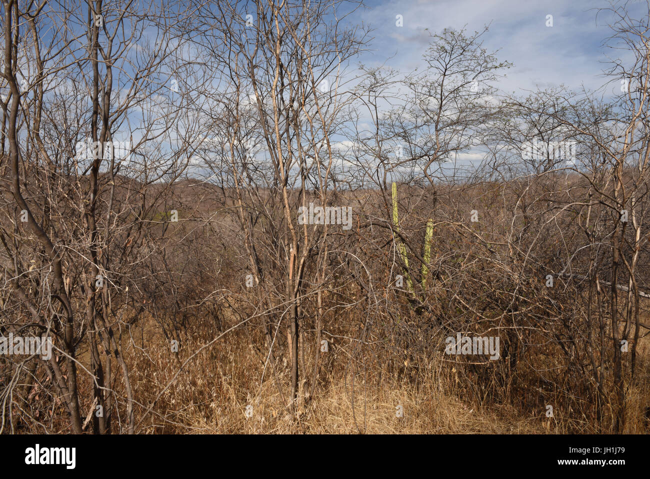 dry trees, 2017, Caatinga, Boa Vista, Paraíba, Brazil Stock Photo - Alamy