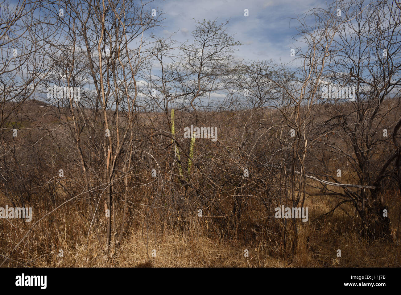 dry trees, 2017, Caatinga, Boa Vista, Paraíba, Brazil Stock Photo - Alamy
