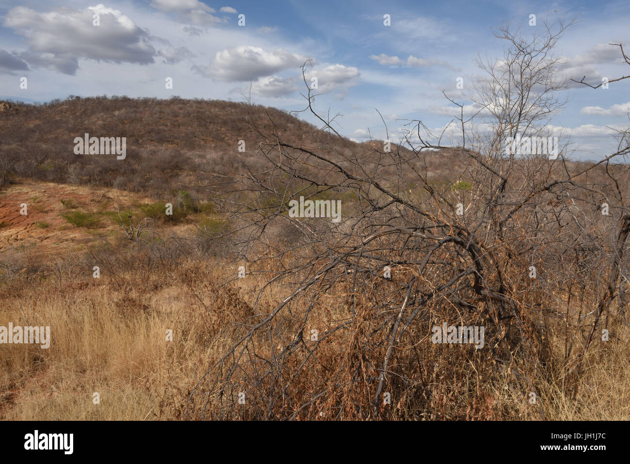 dry trees, 2017, Caatinga, Boa Vista, Paraíba, Brazil Stock Photo - Alamy
