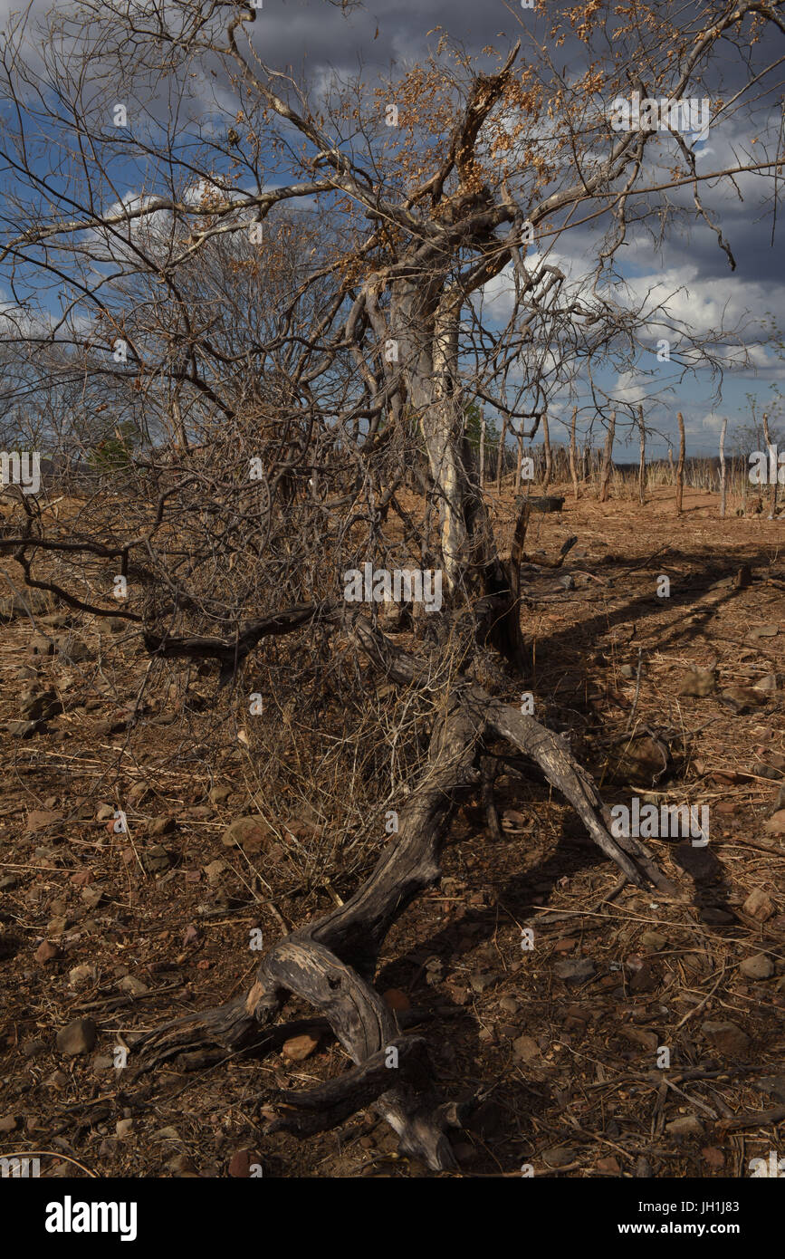 dry trees, 2017, Caatinga, Boa Vista, Paraíba, Brazil Stock Photo - Alamy