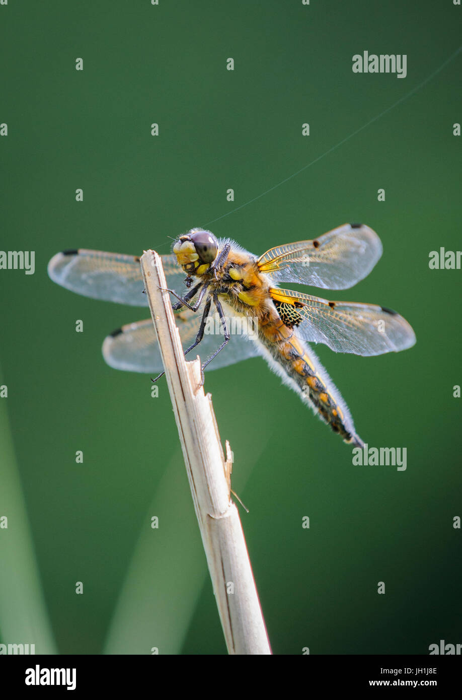 Four-spotted Chaser dragonfly on a broken reed stem with newly caught ...