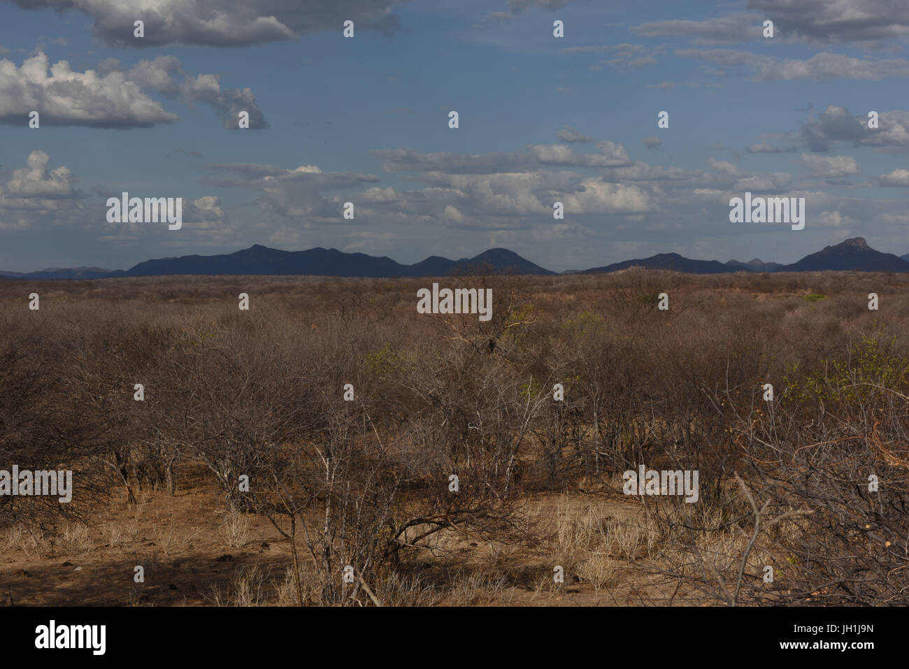dry trees, 2017, Caatinga, Boa Vista, Paraíba, Brazil Stock Photo - Alamy