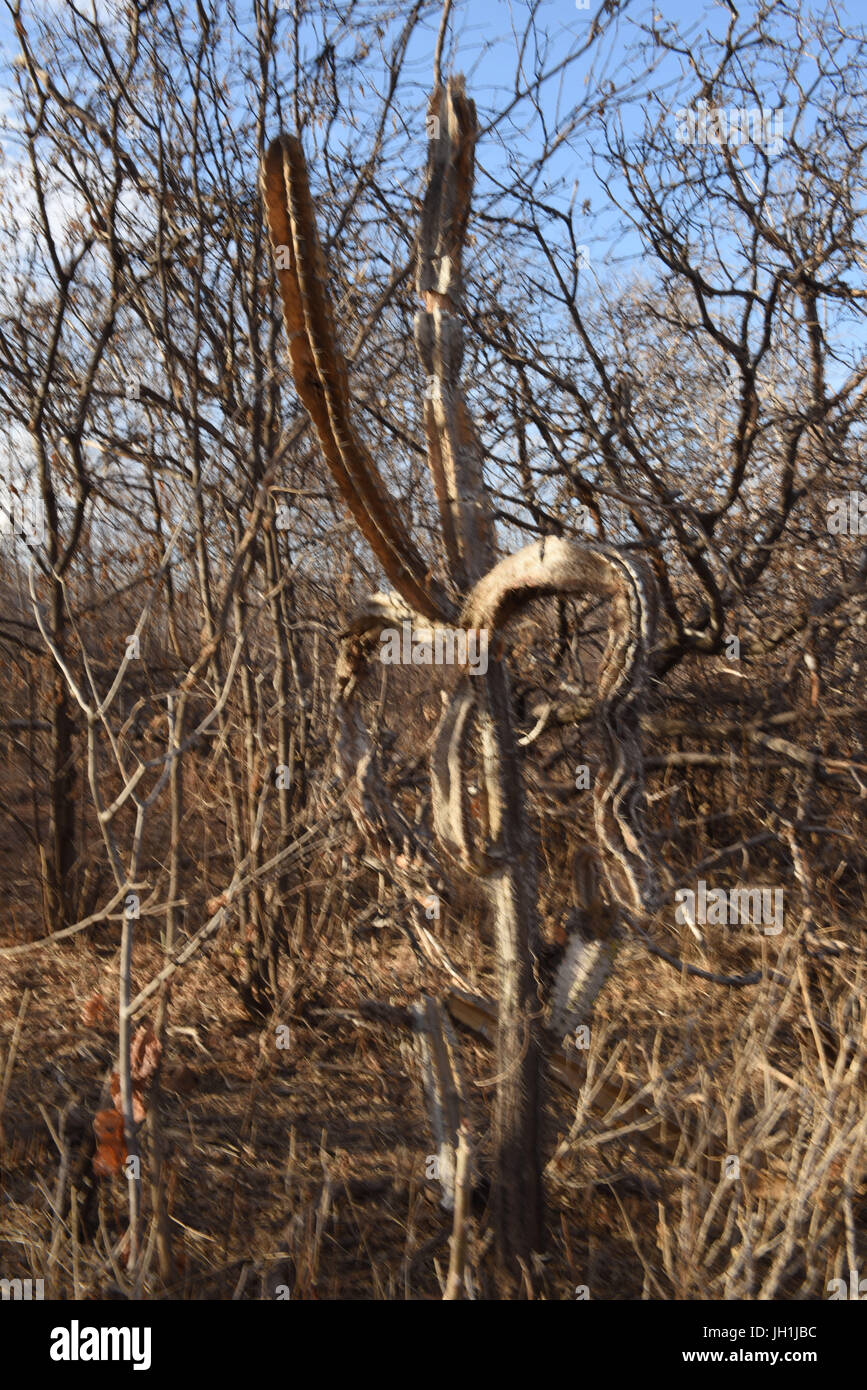 Mandacarú dry, 2017, Caatinga, Boa Vista, Paraíba, Brazil Stock Photo ...
