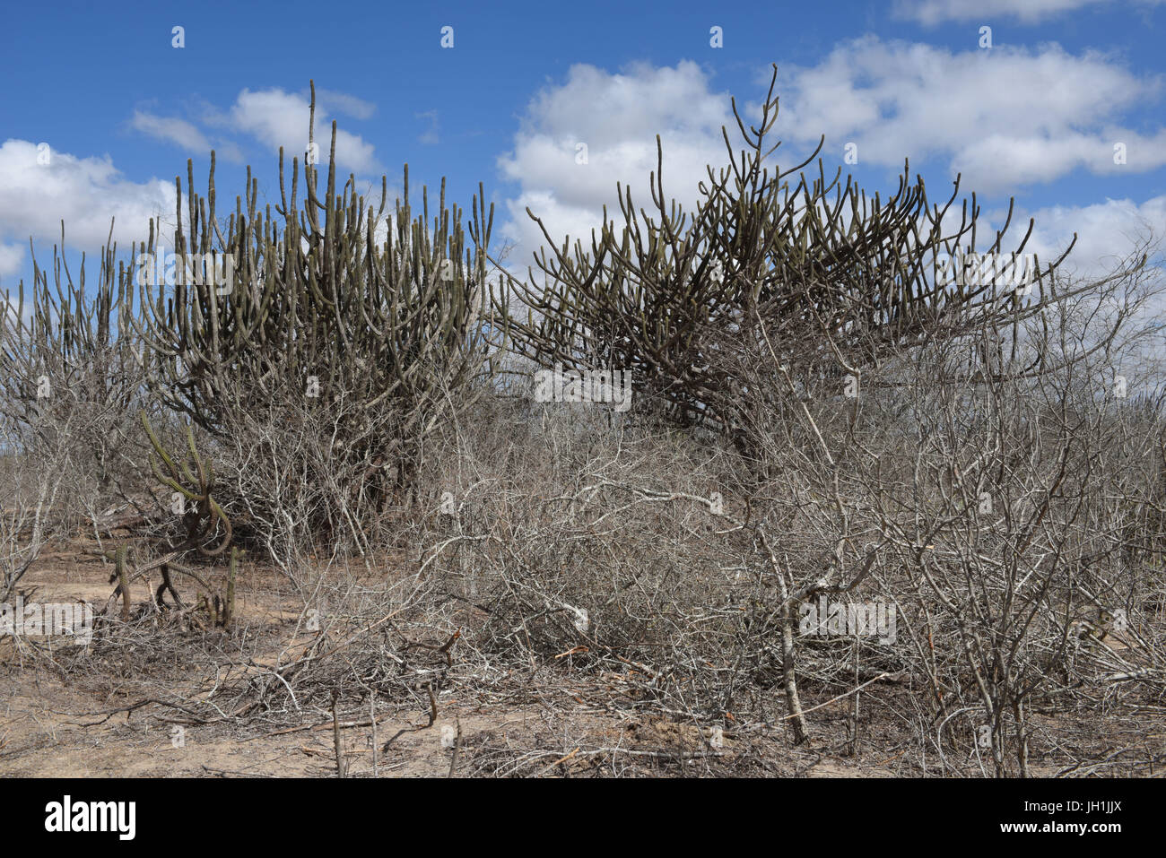 Cactus, mandacarú, dry trees, 2017, Caatinga, Boa Vista, Paraíba ...