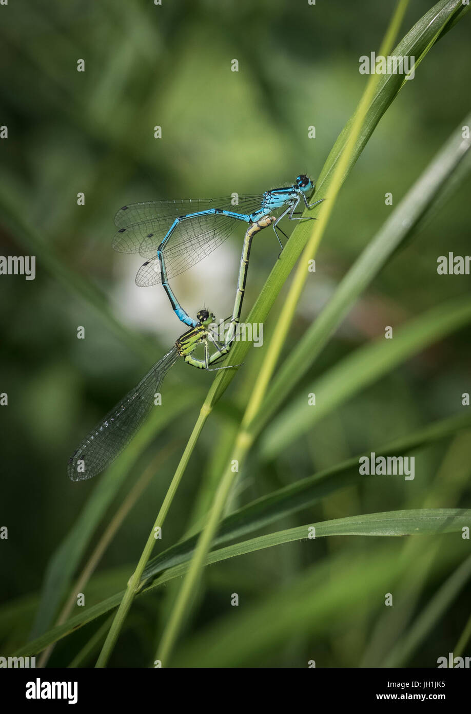 Mating wheel hi-res stock photography and images - Alamy