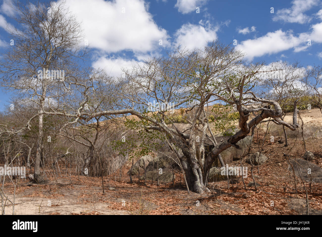 dry trees, stones, 2017, Caatinga, Boa Vista, Paraíba, Brazil Stock ...