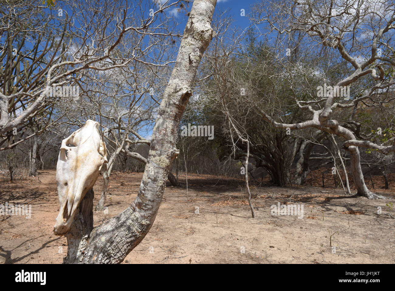 Horse head skeleton. dry trees, 2017, Caatinga, Boa Vista, Paraíba ...