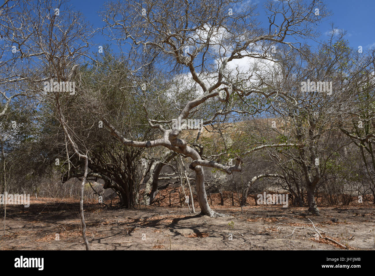 dry trees, 2017, Caatinga, Boa Vista, Paraíba, Brazil Stock Photo - Alamy