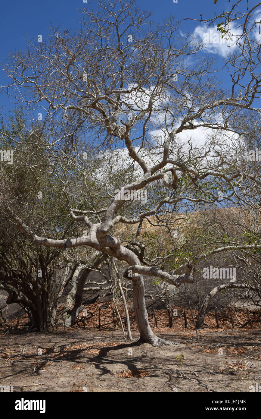 dry trees, 2017, Caatinga, Boa Vista, Paraíba, Brazil Stock Photo - Alamy