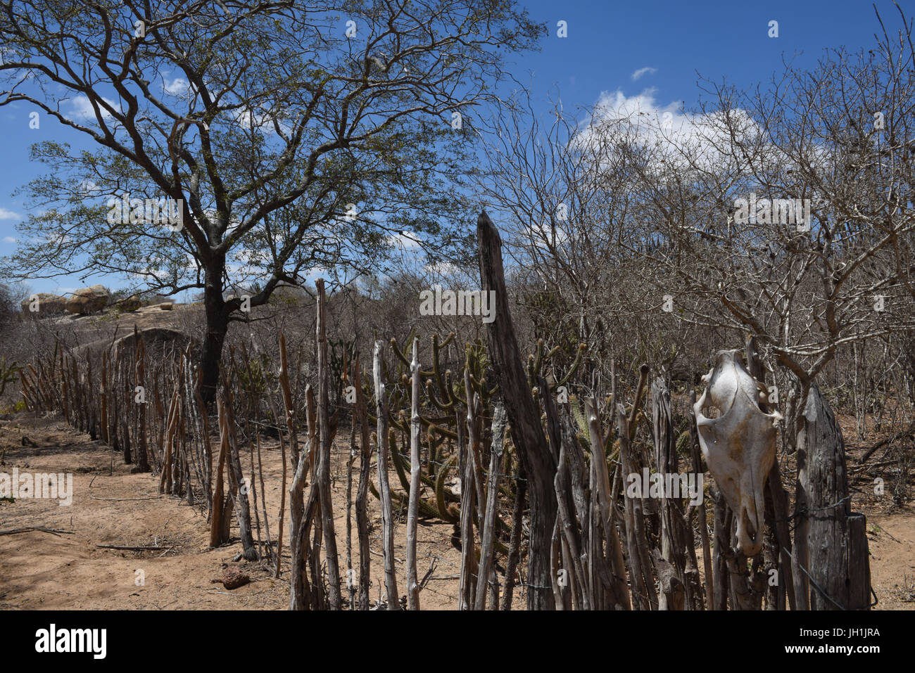 fence, horse head skeleton. Dry trees, 2017, Caatinga, Boa Vista ...