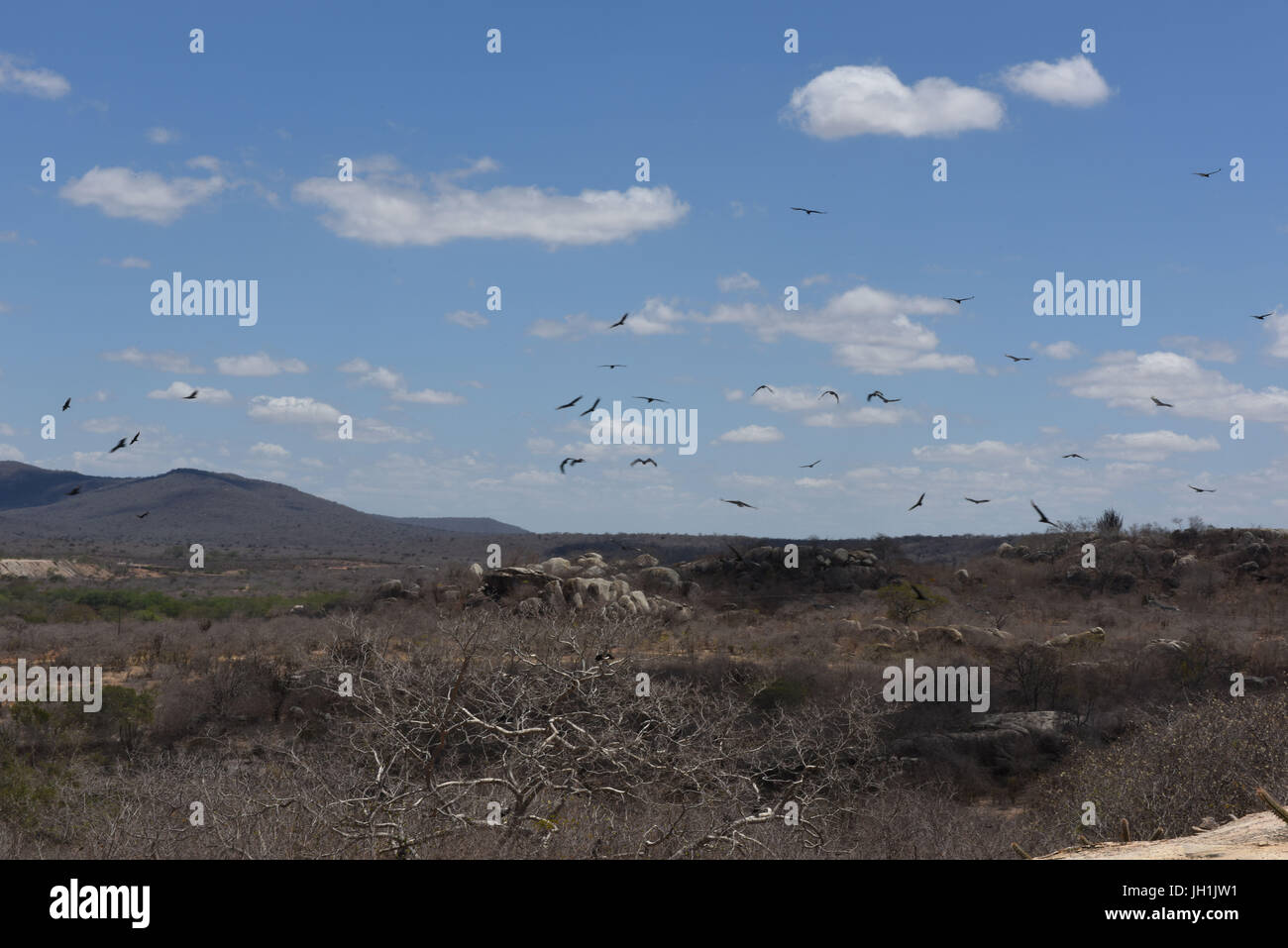 Birds flying, vultures, 2017, Caatinga, Boa Vista, Paraíba, Brazil ...