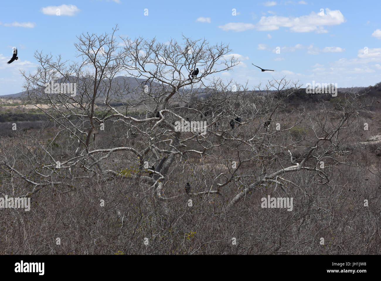Birds, vultures, 2017, Caatinga, Boa Vista, Paraíba, Brazil Stock Photo ...