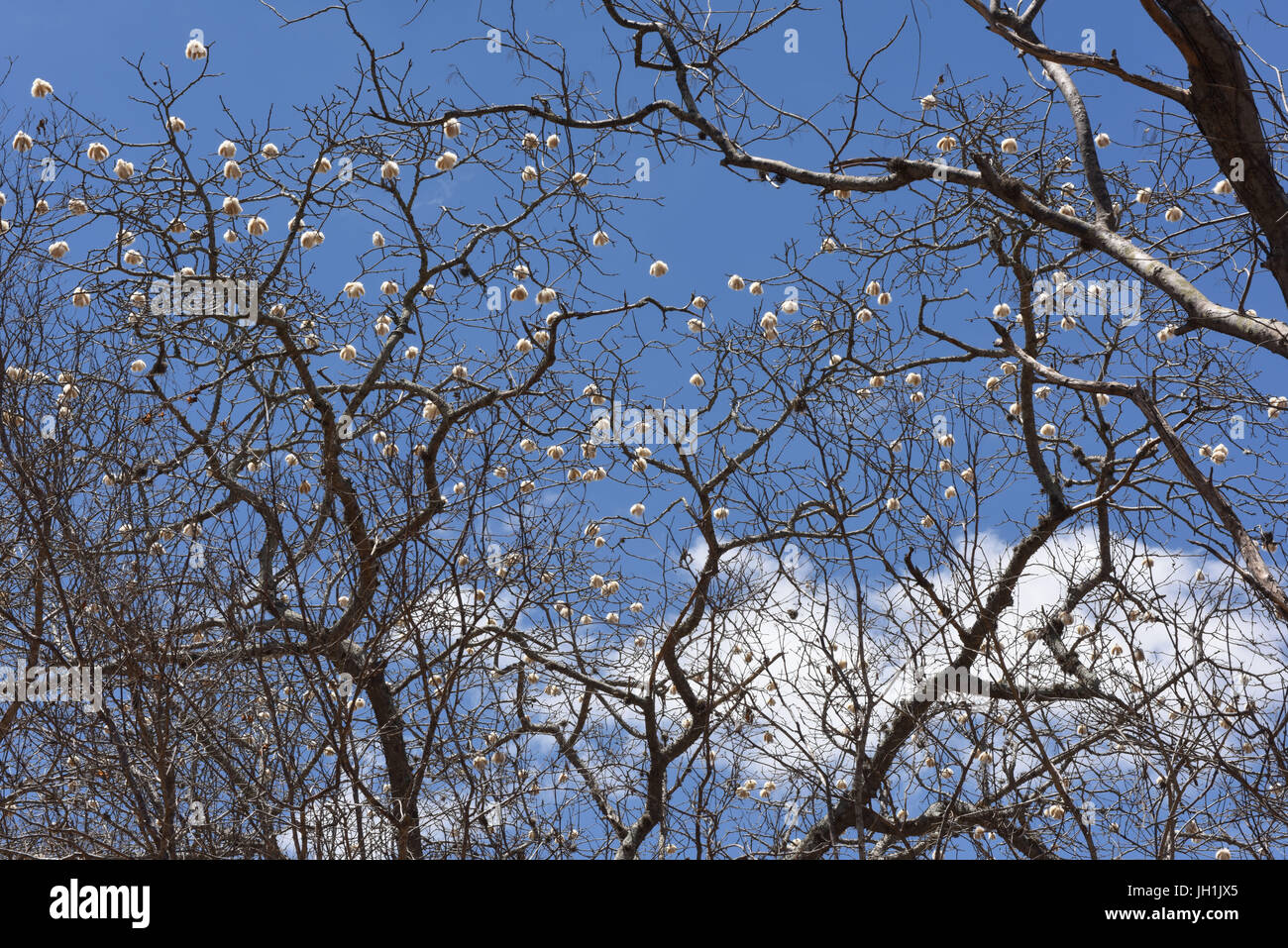 White paineira hi-res stock photography and images - Alamy