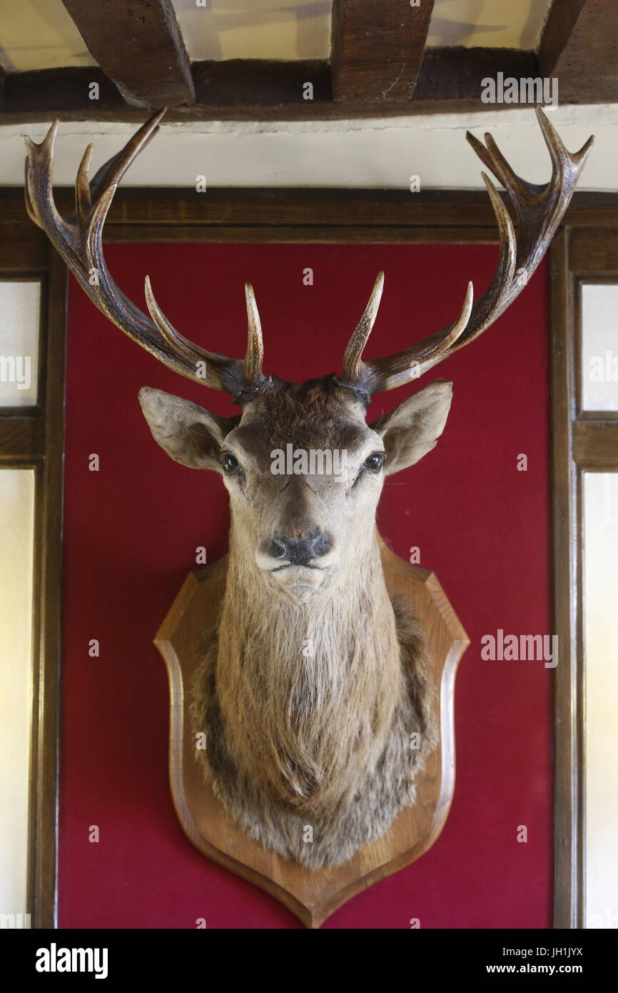Stag head hi-res stock photography and images - Alamy