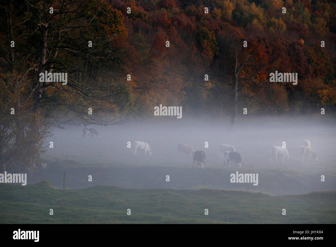 Normandie cows hi-res stock photography and images - Alamy